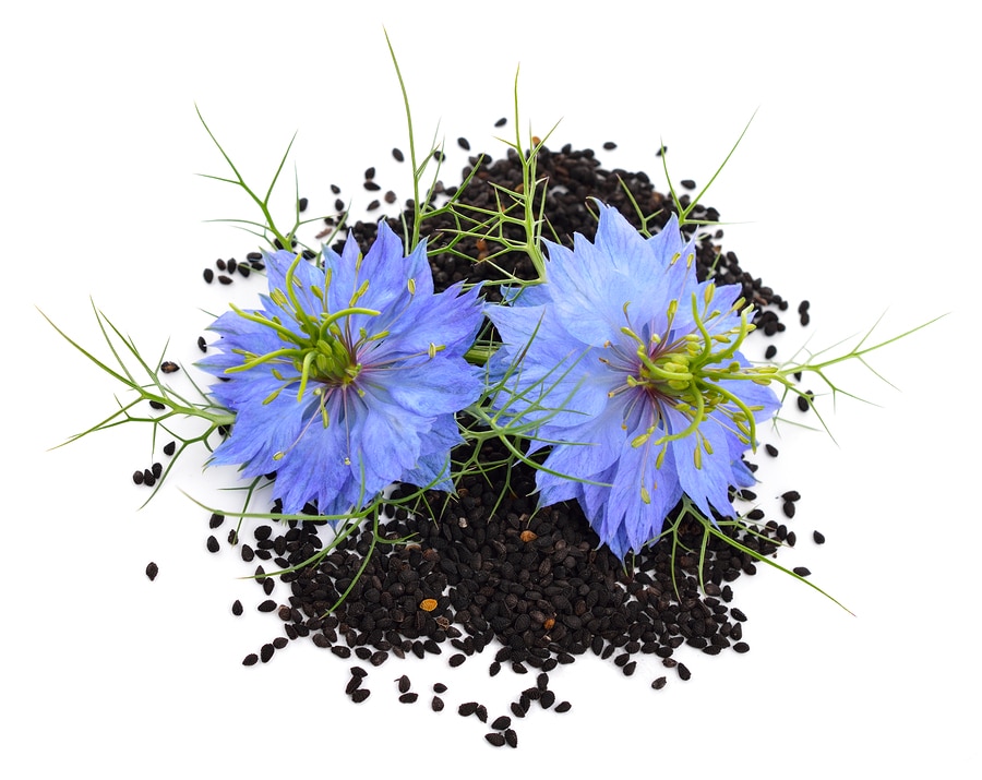 Nigella – Black Seed For Many Uses - Zest Natural Therapies